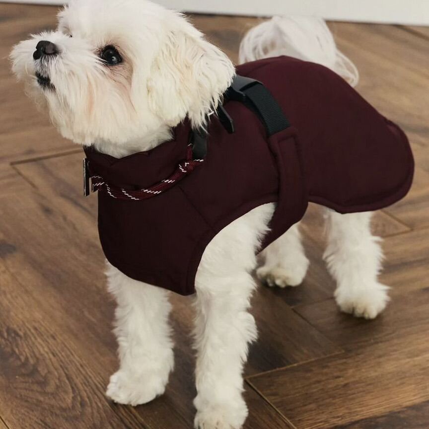 Попона для собак, коллекция Zarina и Rogov