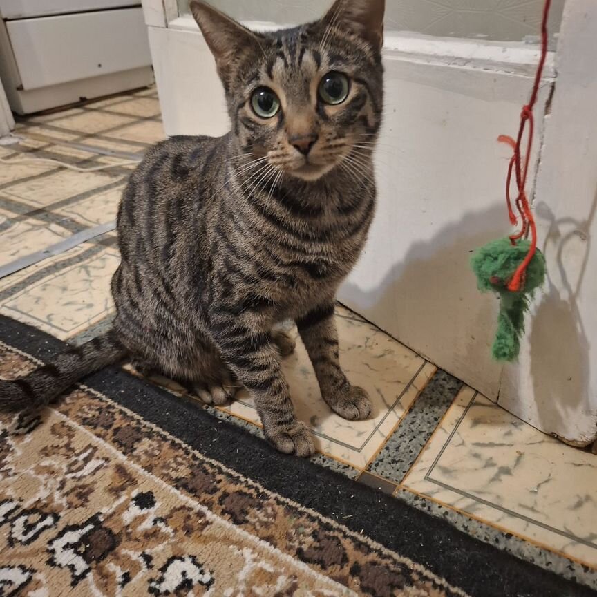 Отдам в добрые руки