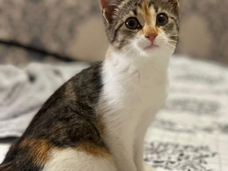 Котенок Селеста девочка ищет дом