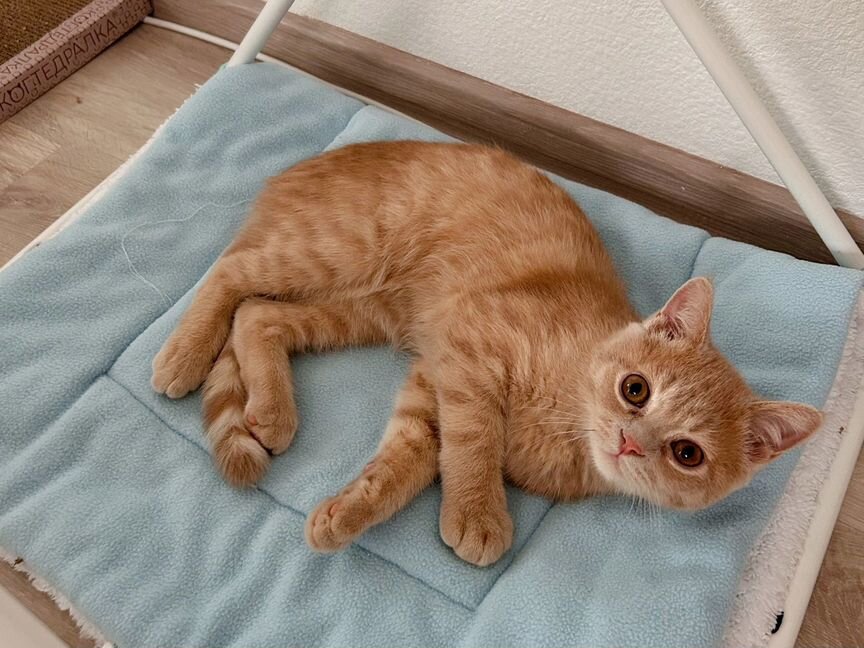 Кот мальчик 5 месяцев в добрые руки (рыжий)