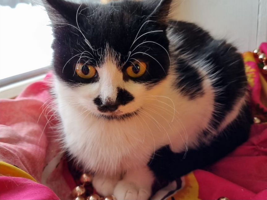 Котенок 4 месяца Клякса