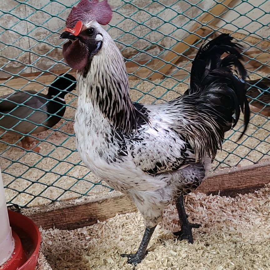 Петух Лакеданзи