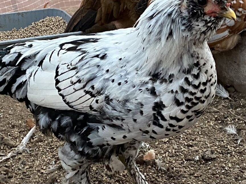 Петух Павловский серебро