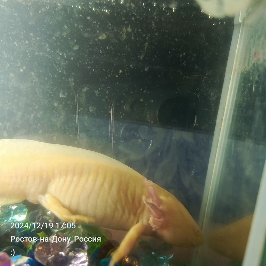 Рыба, Акселот