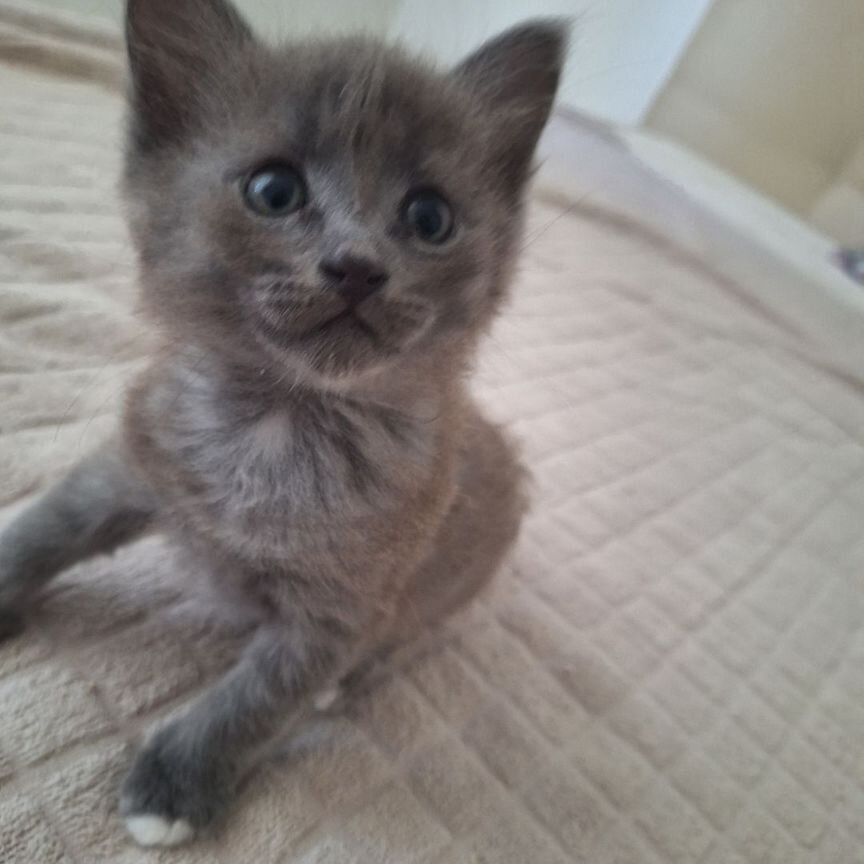 Котята ищут дом