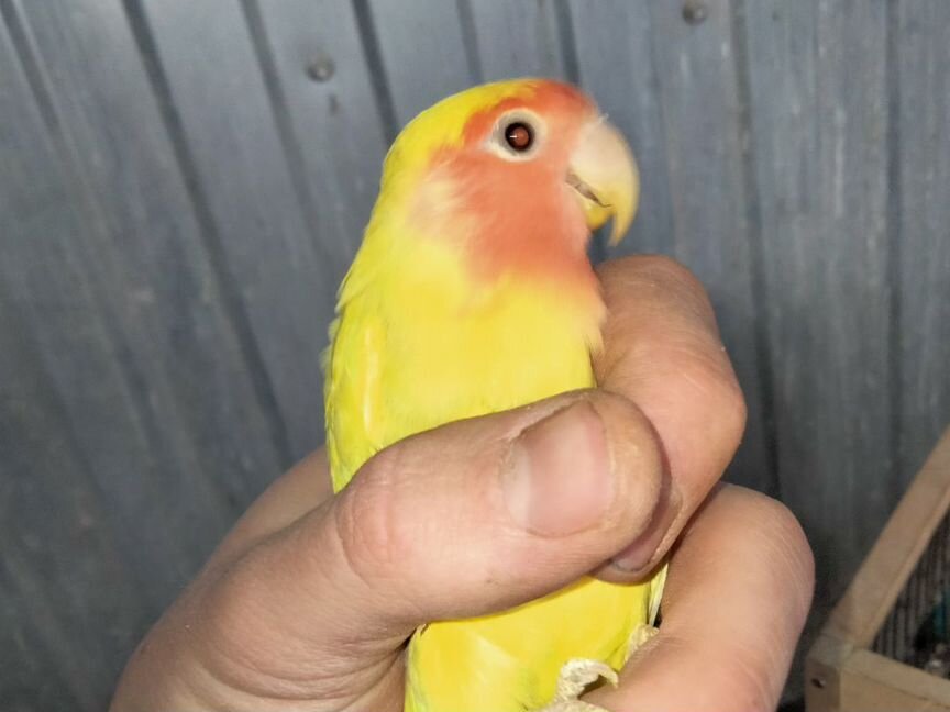 Неразлучники