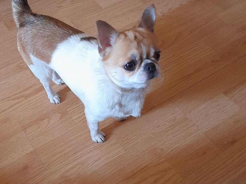 Жених для вязок