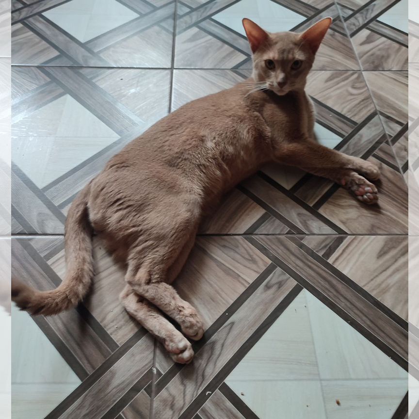 Абиссинский, взрослый кот