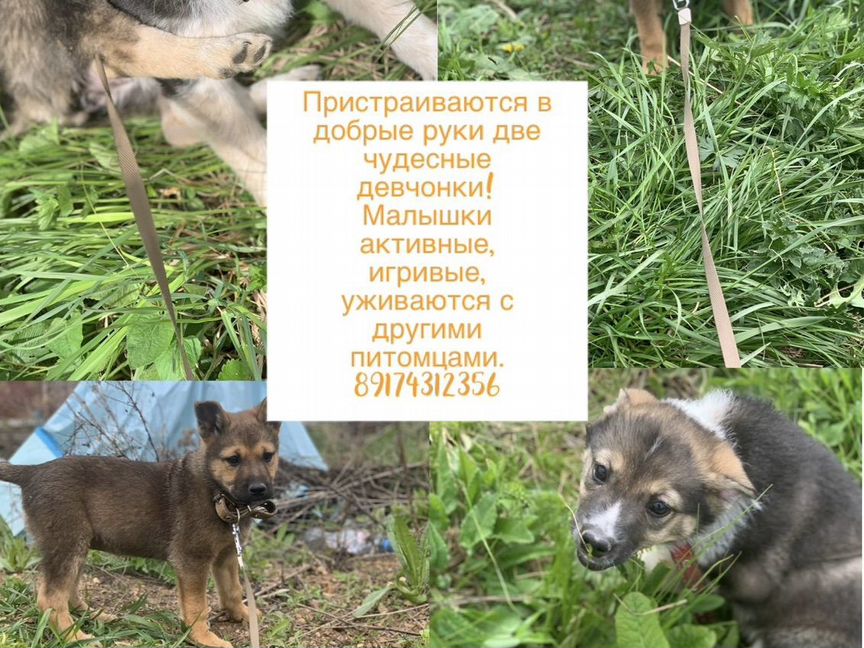 Ангелочки в добрые руки