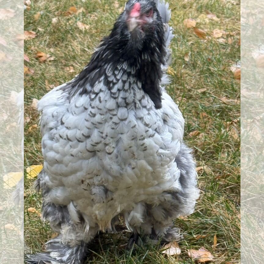 Куры породы брама