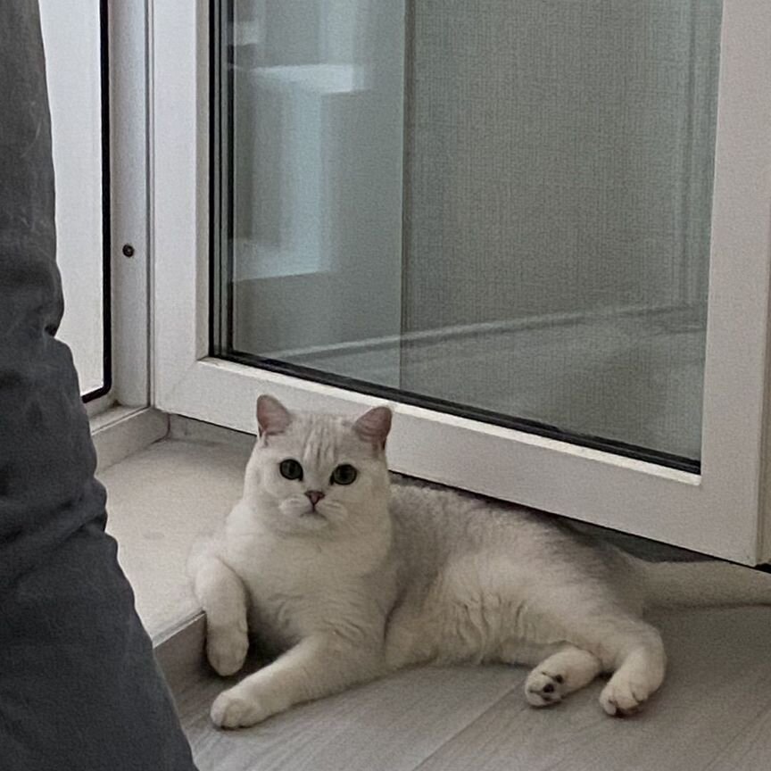 Отдам кота в добрые руки