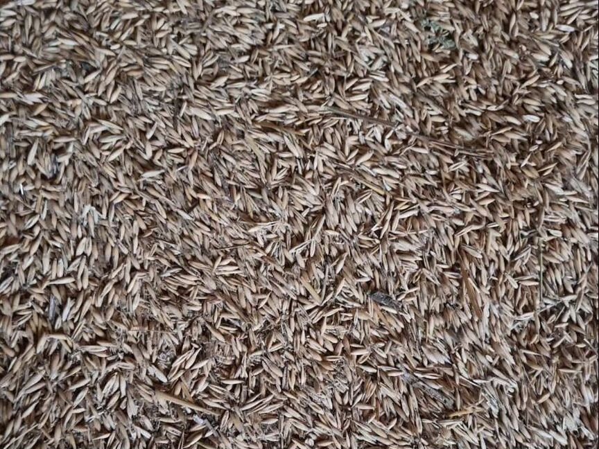 Горох, Фуражный горох корма