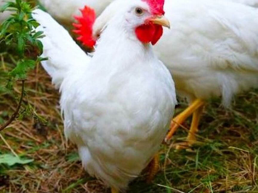 Петухи Легорны