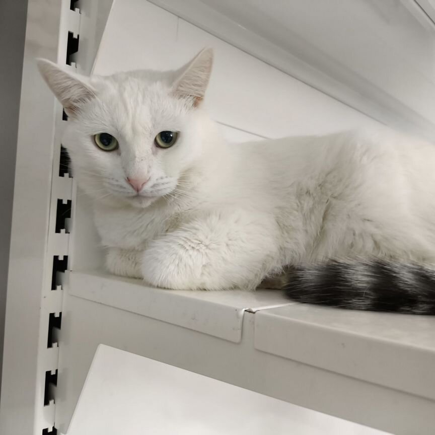 Белоснежный котик