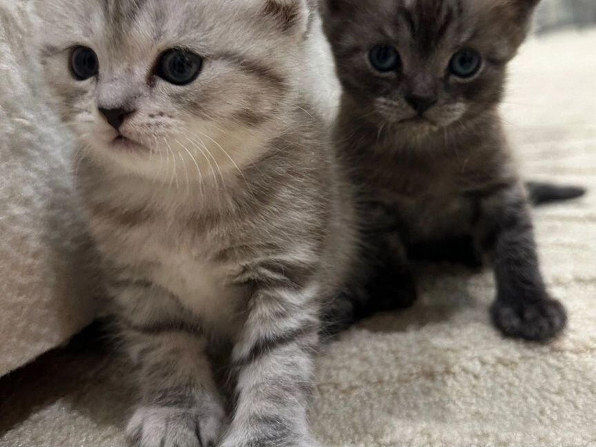 Шотландские котята