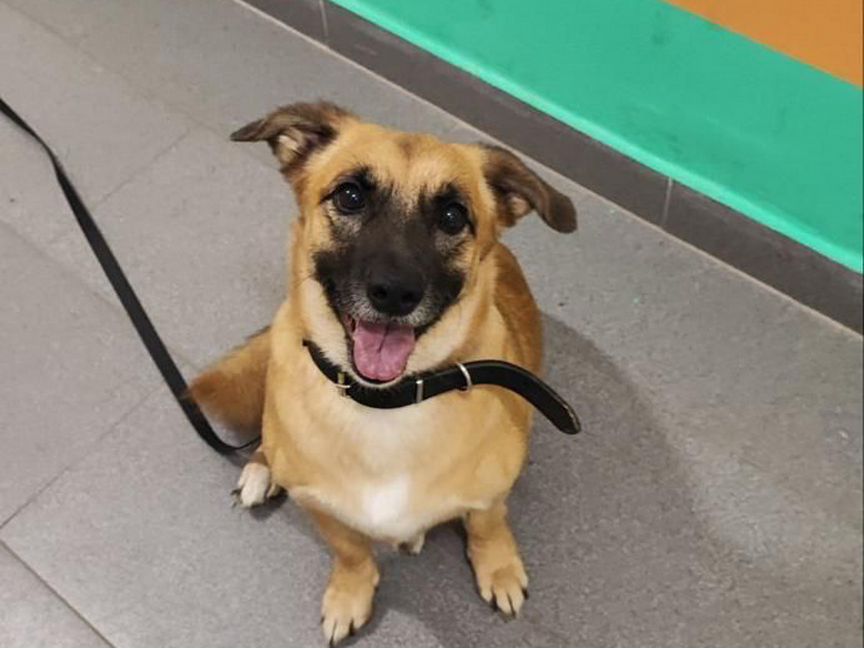 Небольшой песик Тобби 2 года