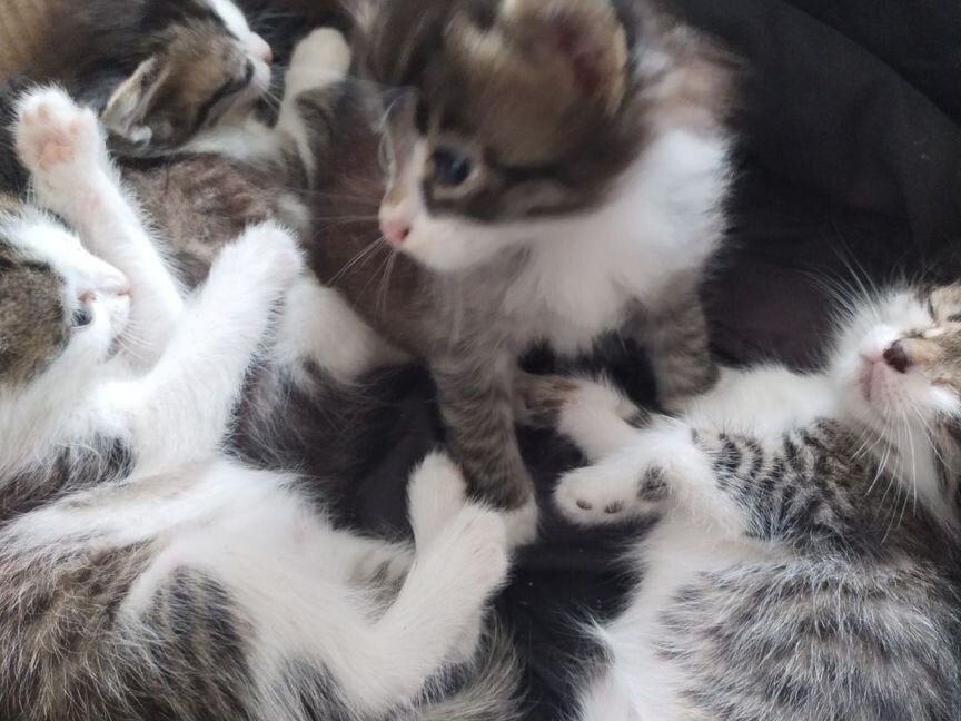 Отдам особенного котёнка