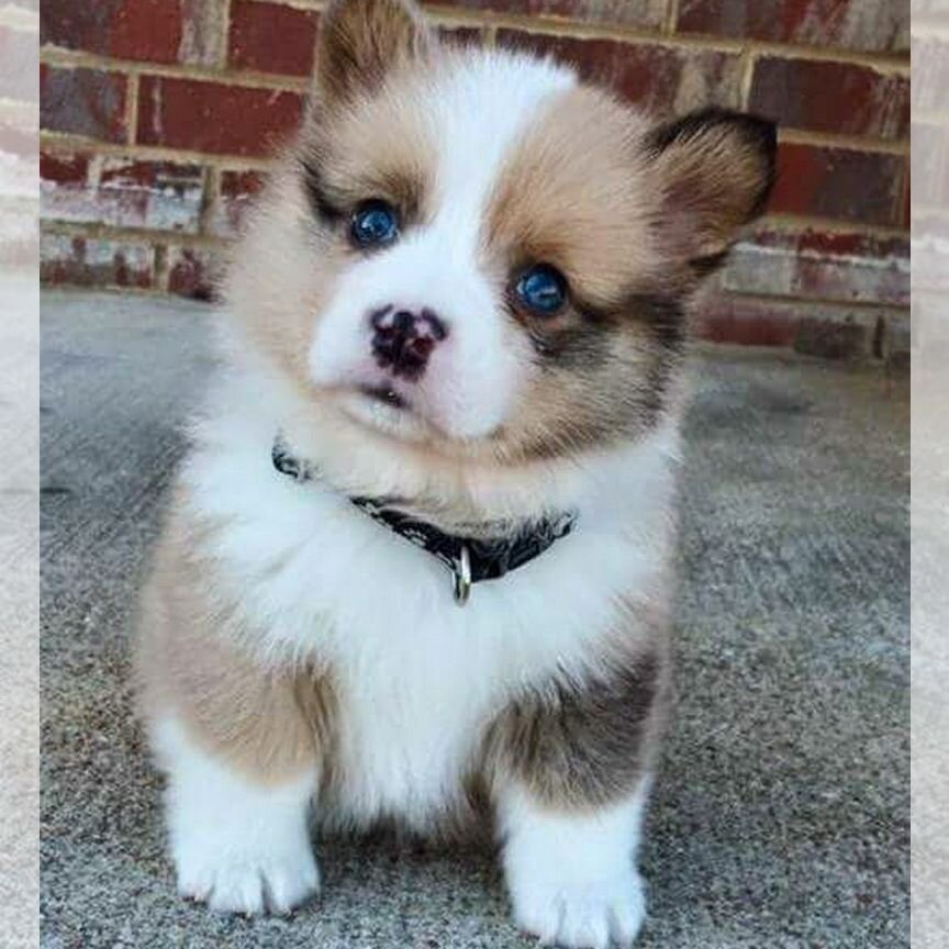 Взрослый пёс в добрые руки