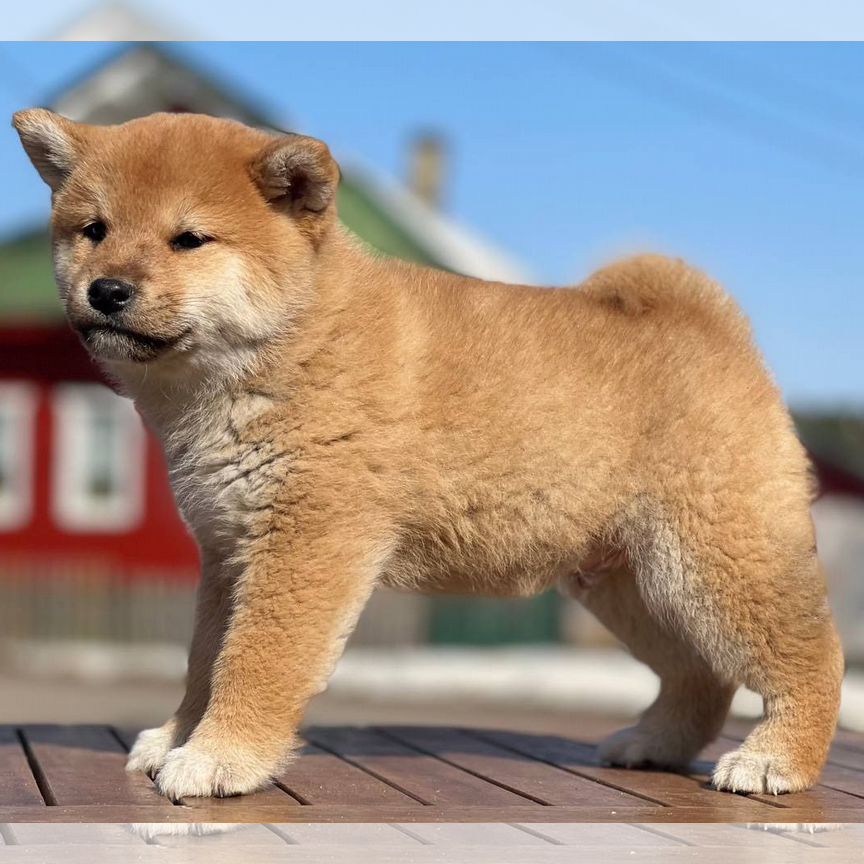 Сиба-ину, щенок
