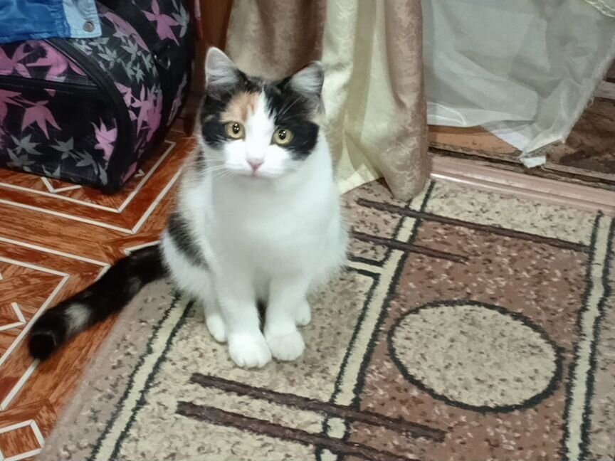 Кошка