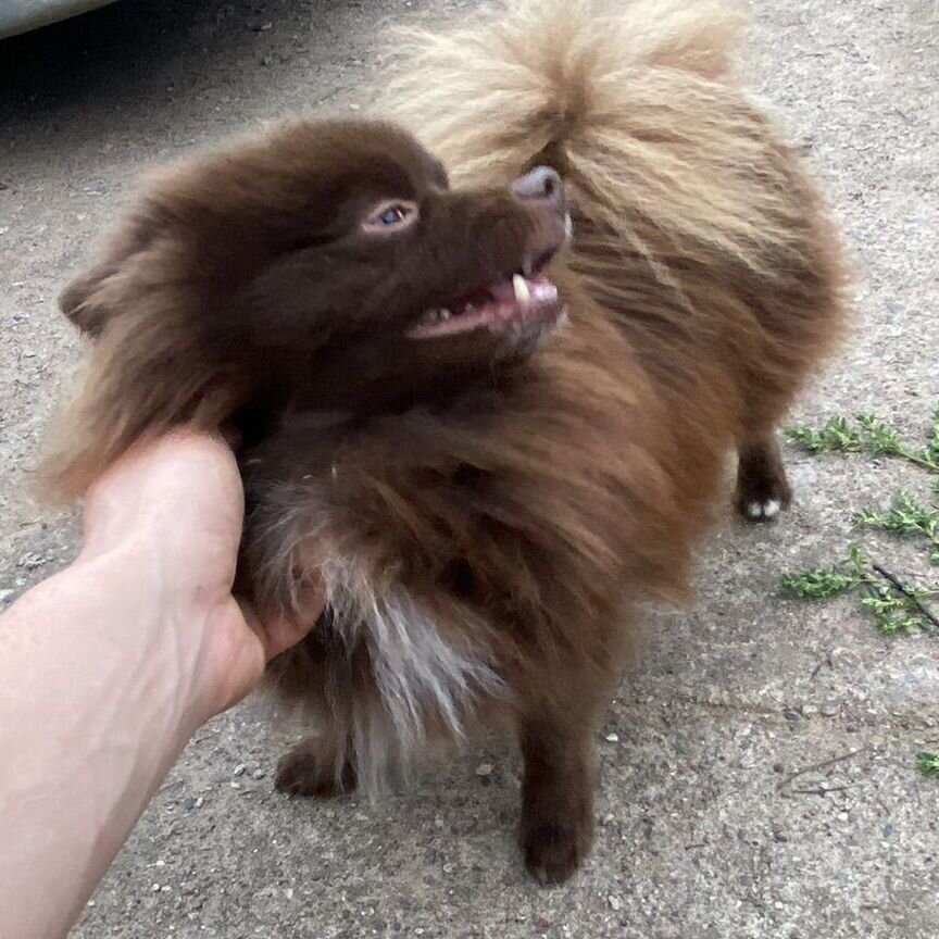 Немецкий шпиц