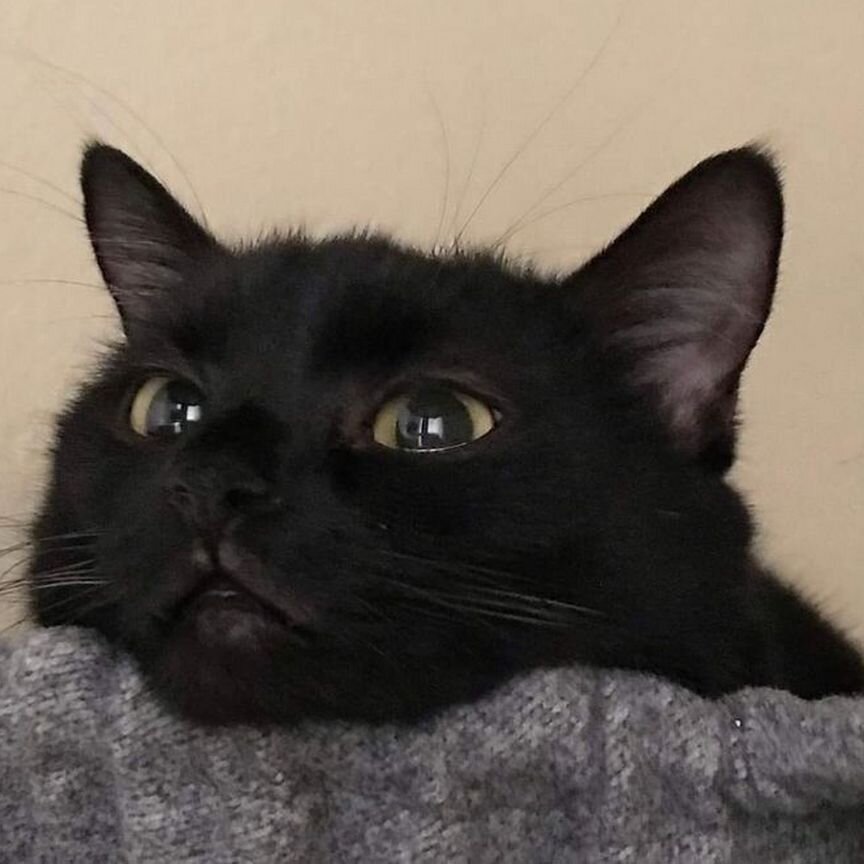 Черная кошка с блестящей шерсткой Шоколадка