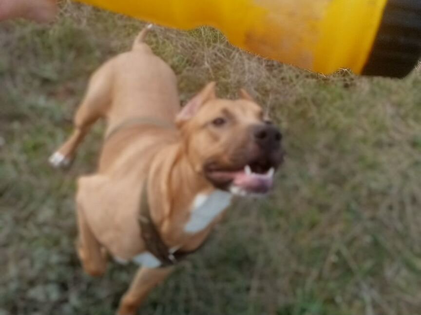 Собака Амстафф, стаффорд, стаффордшир