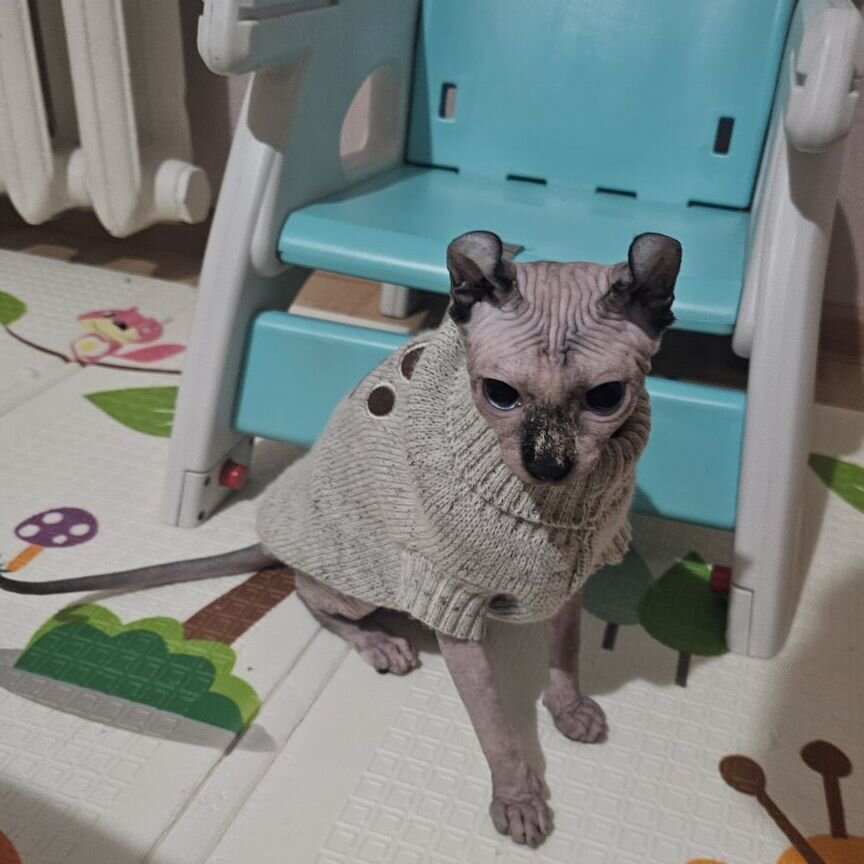 Кошка сфинкс эльф