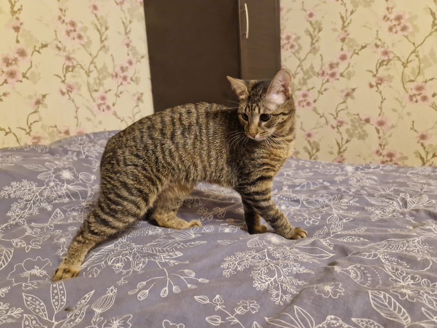 Кошка табби в добрые руки