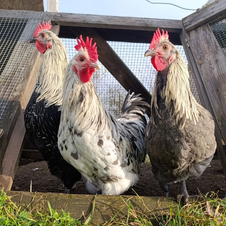 Молодые петушки Сильверудд Блю