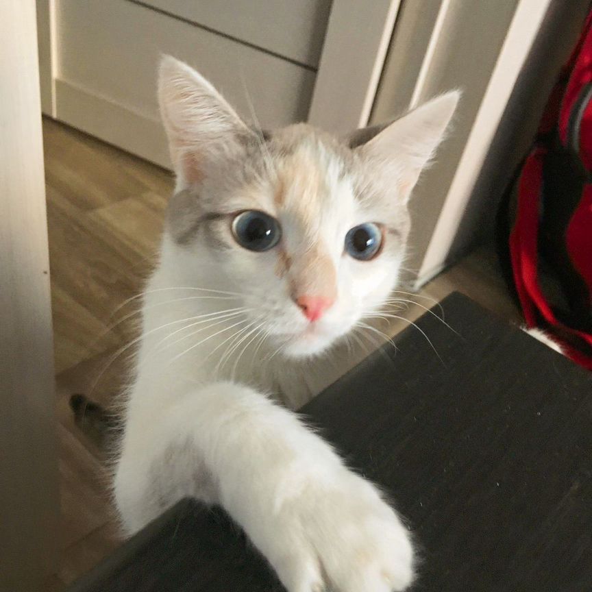 Отдам в хорошие руки