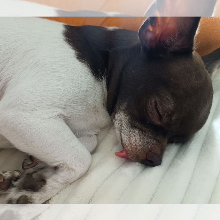 Чихуахуа, взрослая собака