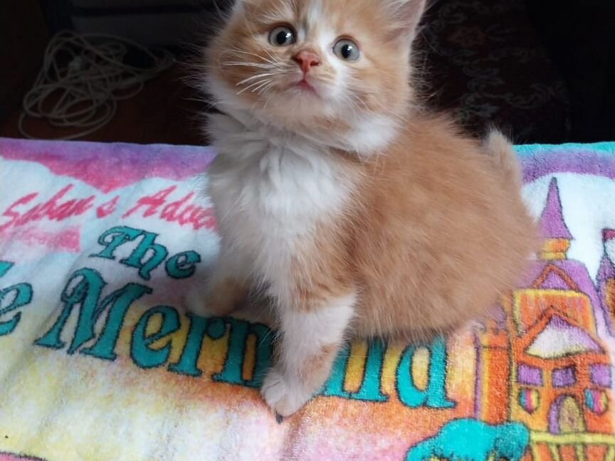 Симпатичный Рыжик (1,5 мес.)