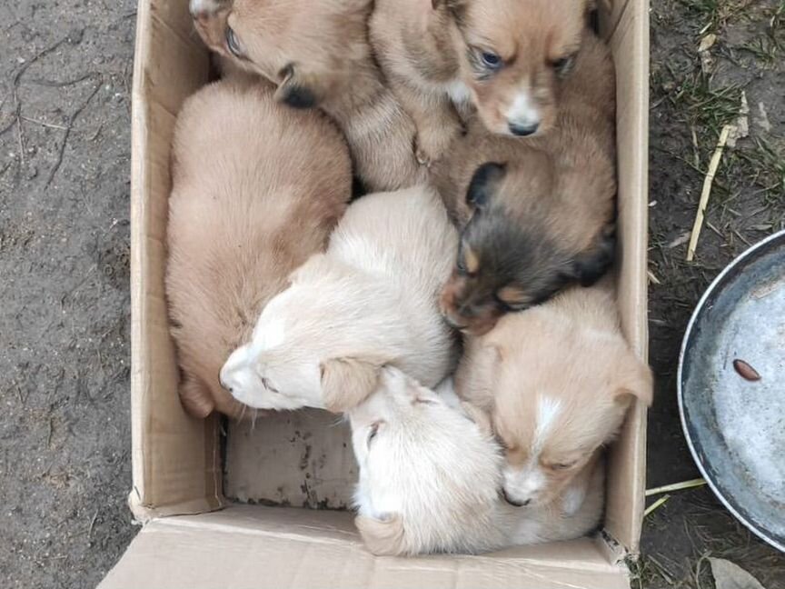 Коробка со щенками, нужен дом