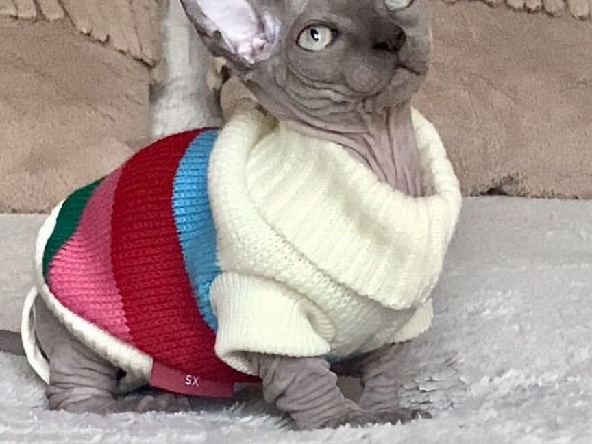 Канадский сфинкс котенок