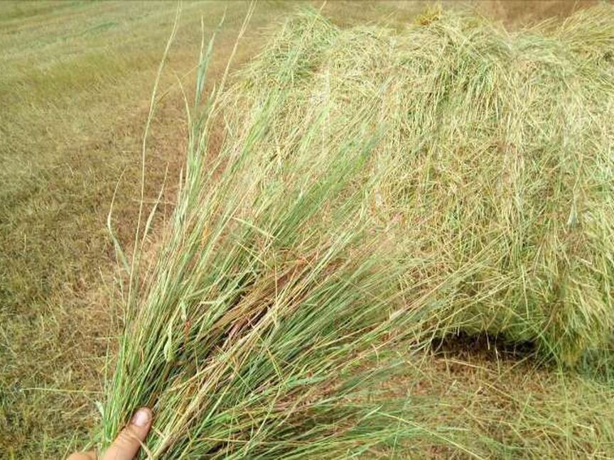 Сено луговое летнее