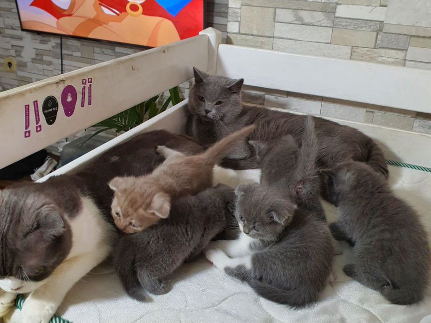 Шотландские вислоухие котята и прямая ушкие