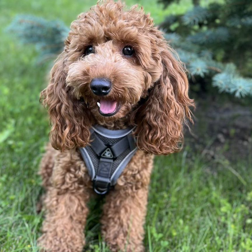 Той-пудель, вязка