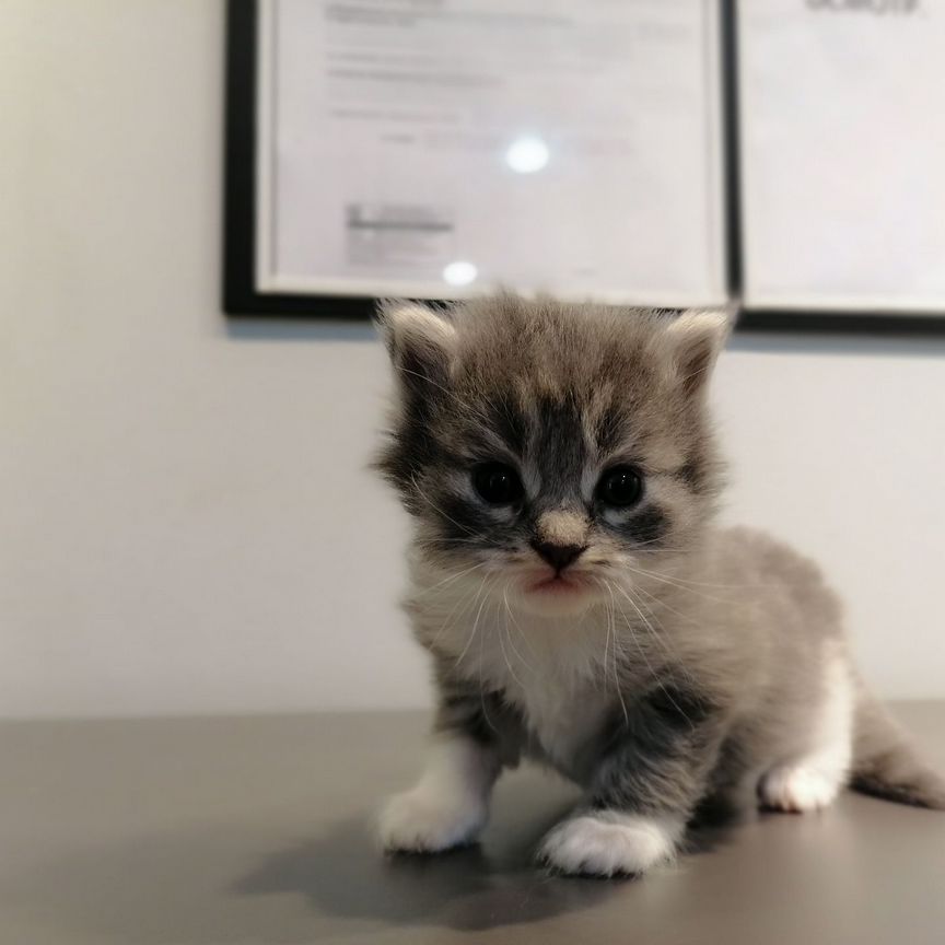 Котята