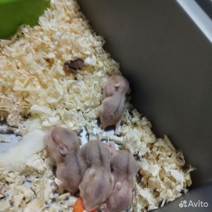 Хомячки джунгарский на продажу родились 1 июля