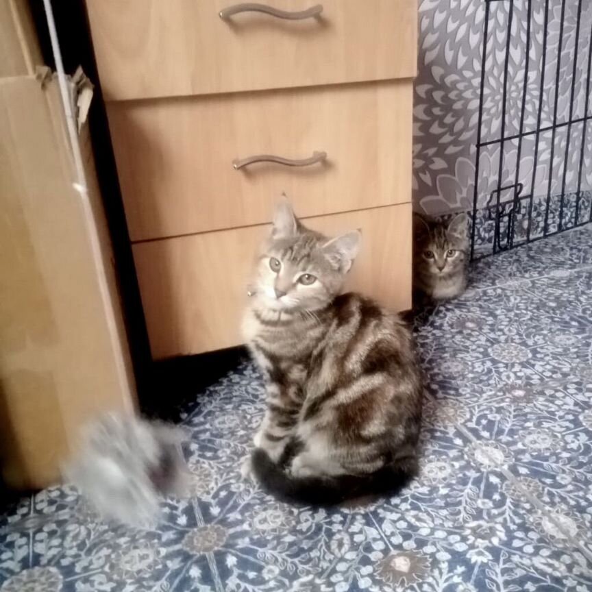 Котята девочки в добрые руки