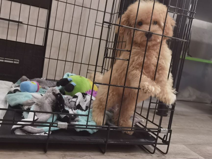 Мальтипу f1 мальчик