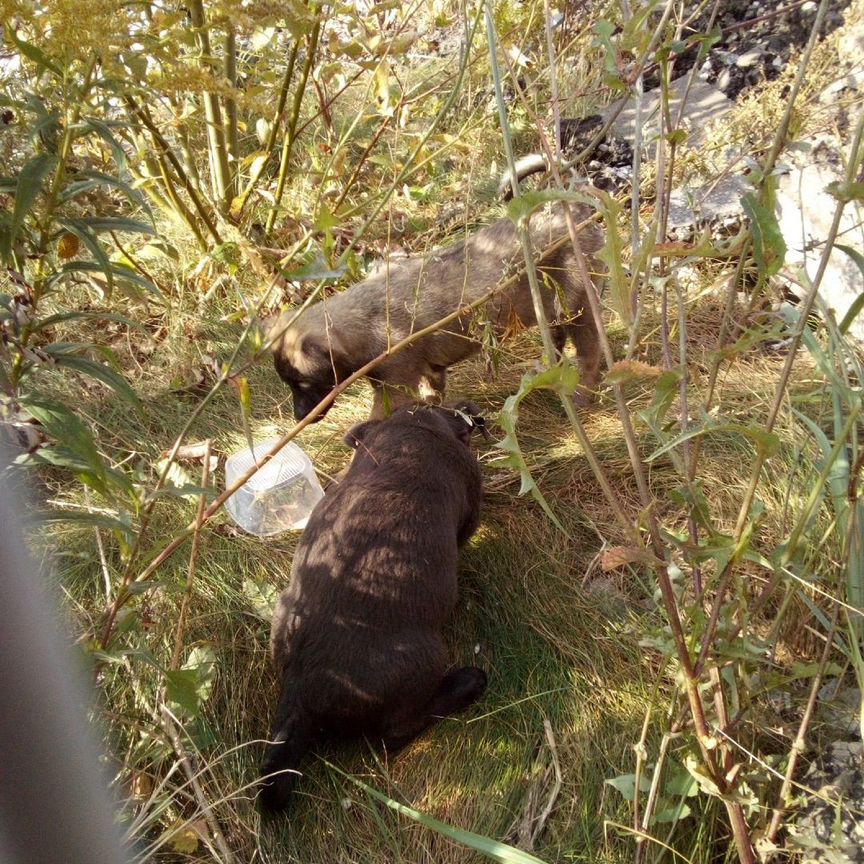 Щенки в добрые руки