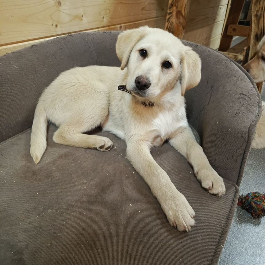 Щенок в добрые руки