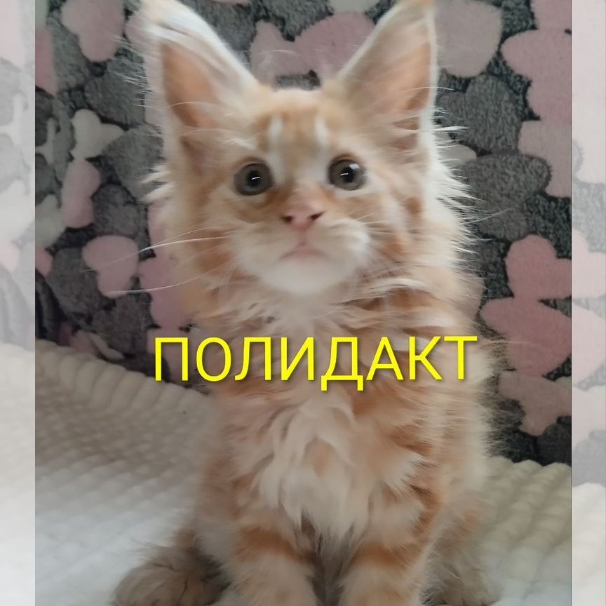 Мейн-кун котёнок