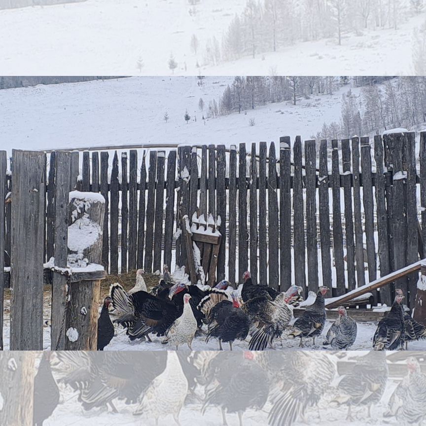 Индюшки индюки