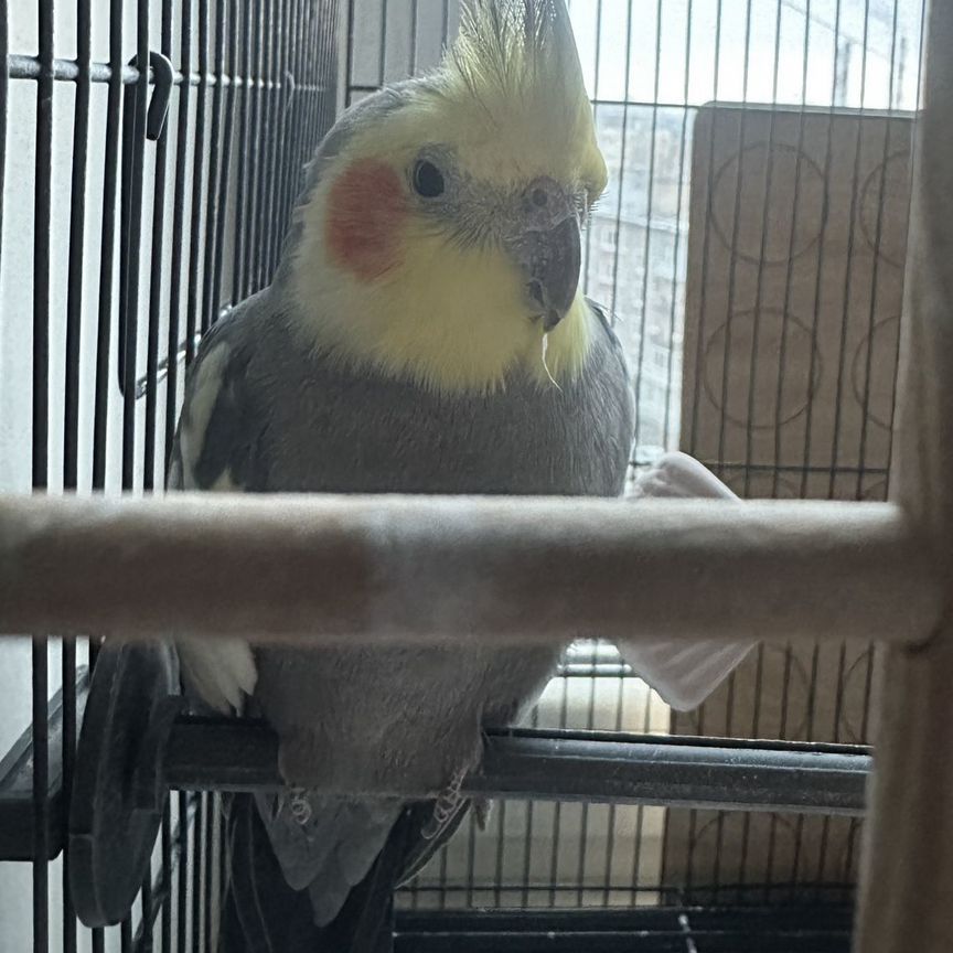 Попугай корелла