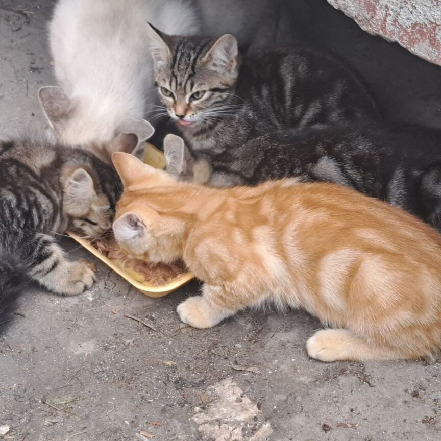 Красивые котята