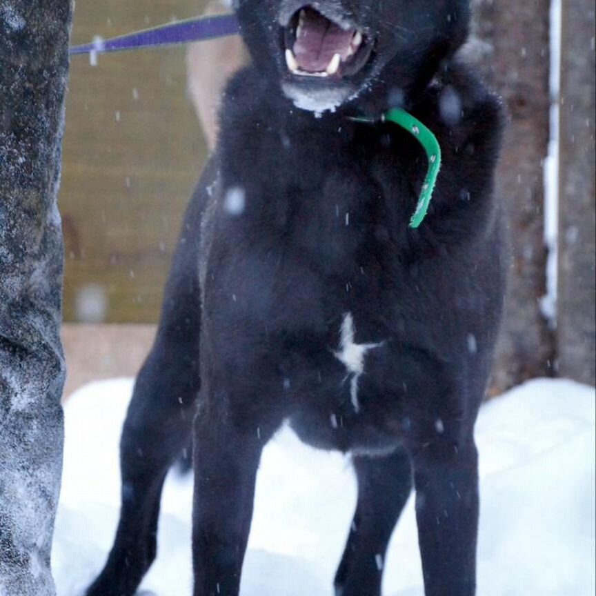 Пёс Сёма - серьёзный защитник и ласковый друг
