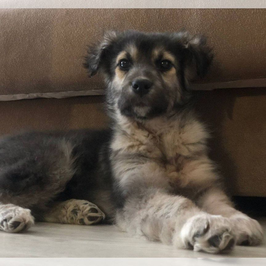 Щенок от частного владельца